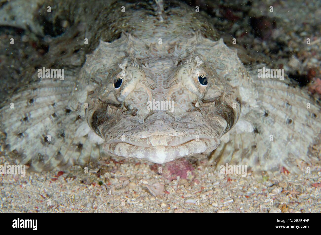 House of the crocodile hi-res stock photography and images - Alamy