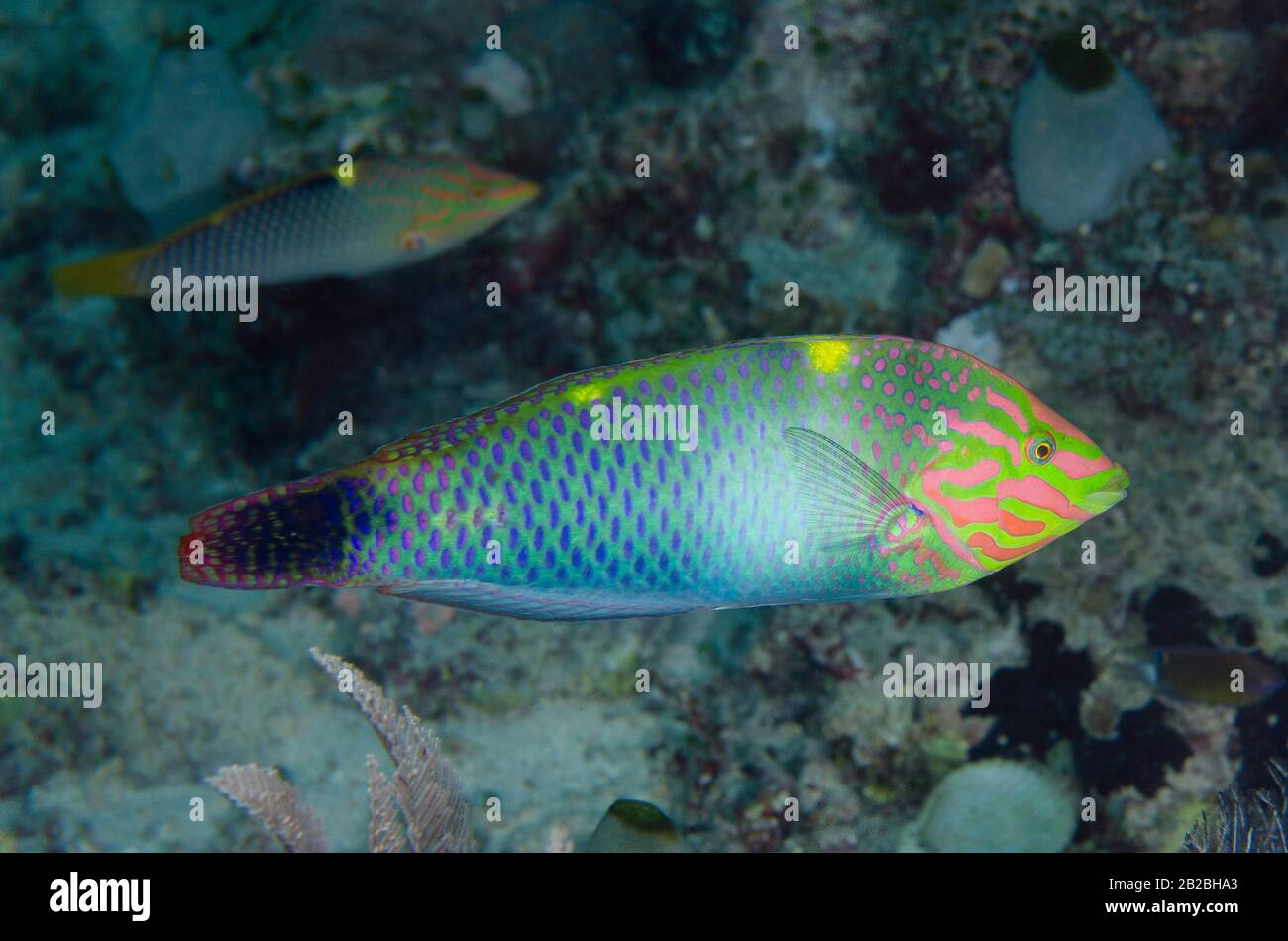 Labridae wrasse wrasses High Resolution Stock Photography and Images ...