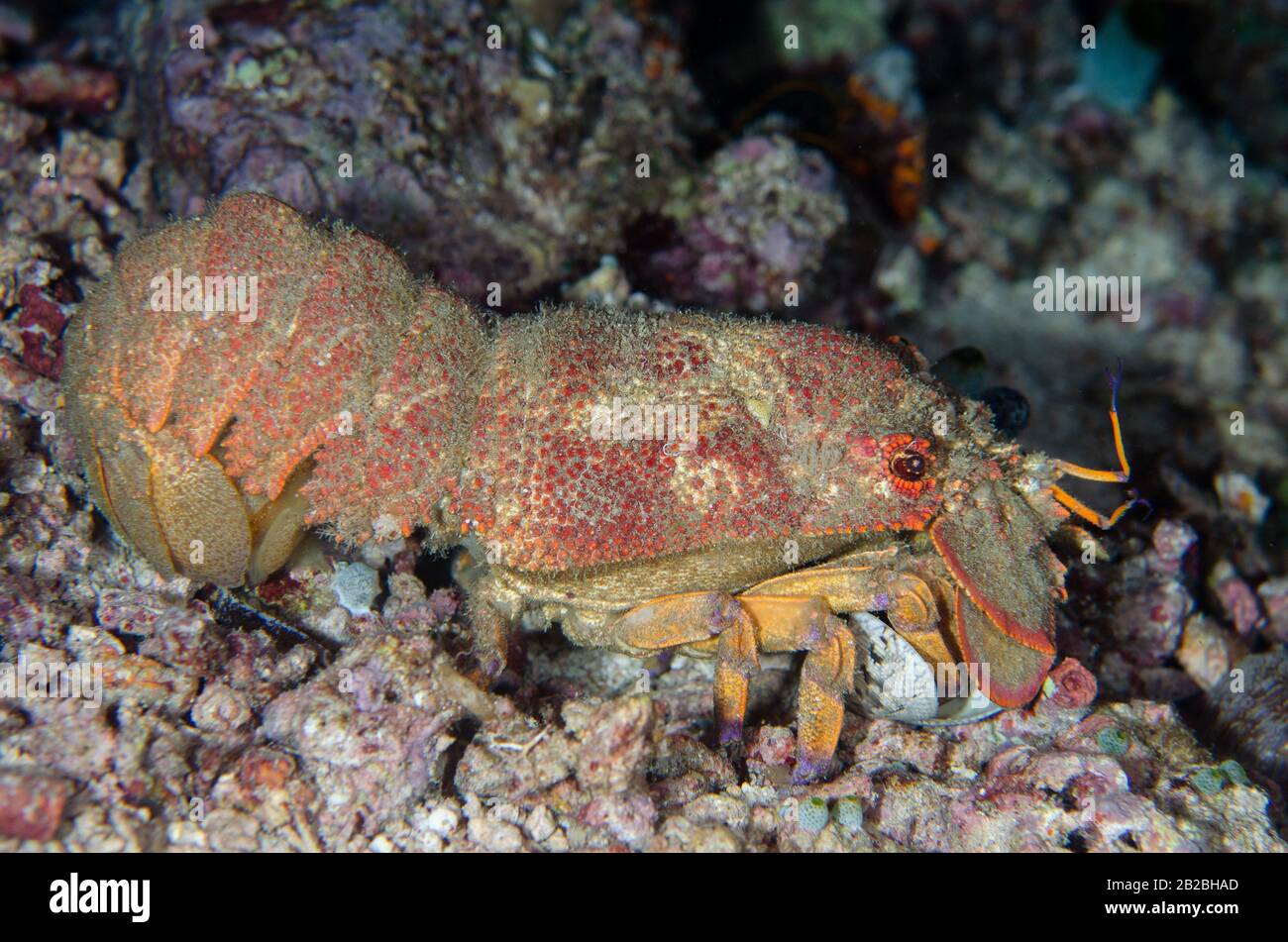 Lobster Crustacean High Resolution Stock Photography and Images - Alamy
