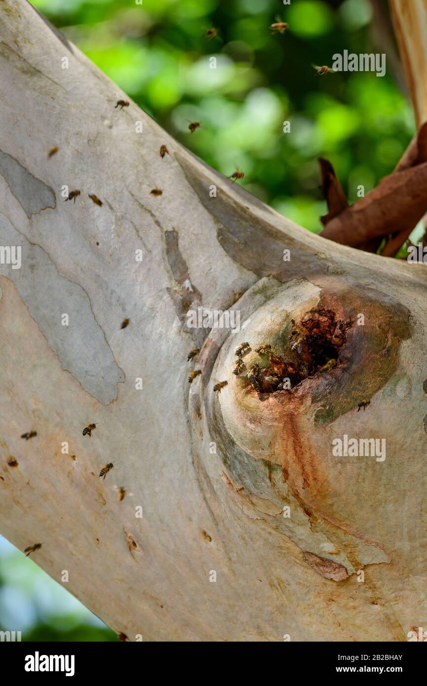 Bees nest in a tree hi-res stock photography and images - Alamy