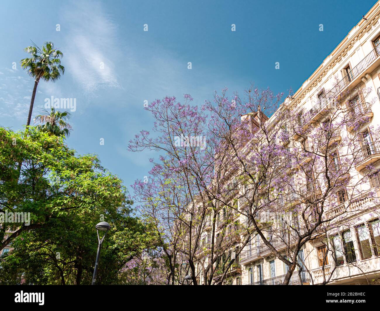Purple Flowering Trees In The Center Of Barcelona City In Spain Stock ...