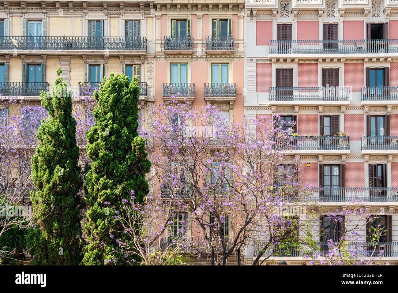 Purple Flowering Trees In The Center Of Barcelona City In Spain Stock ...