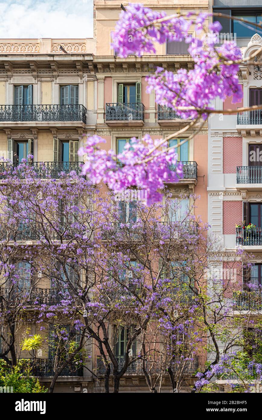 Purple Flowering Trees In The Center Of Barcelona City In Spain Stock ...