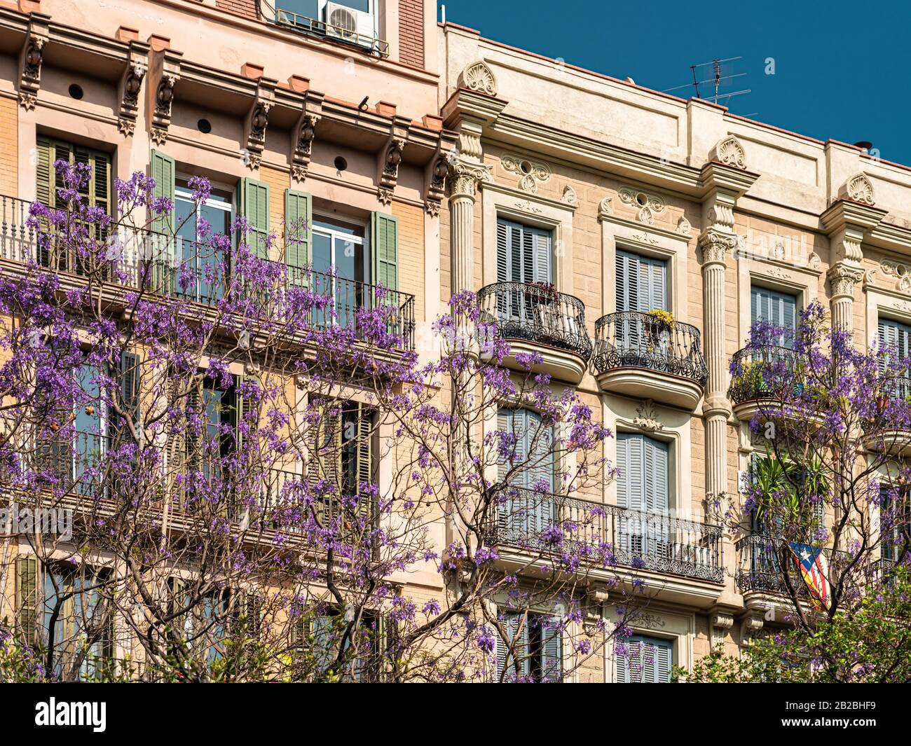 Purple Flowering Trees In The Center Of Barcelona City In Spain Stock ...