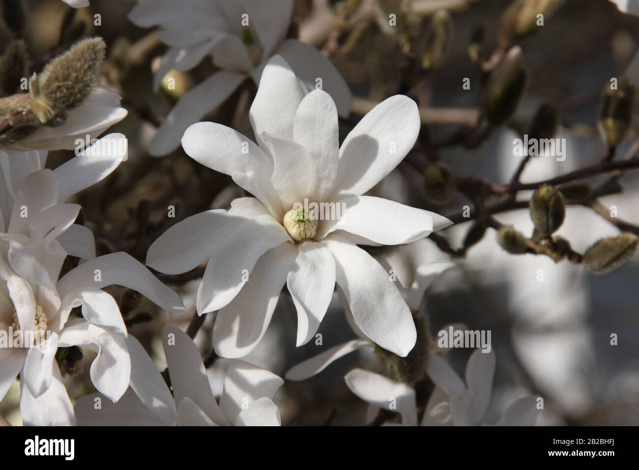 White flowering blossoms of white star magnolia stellata on a blurred ...