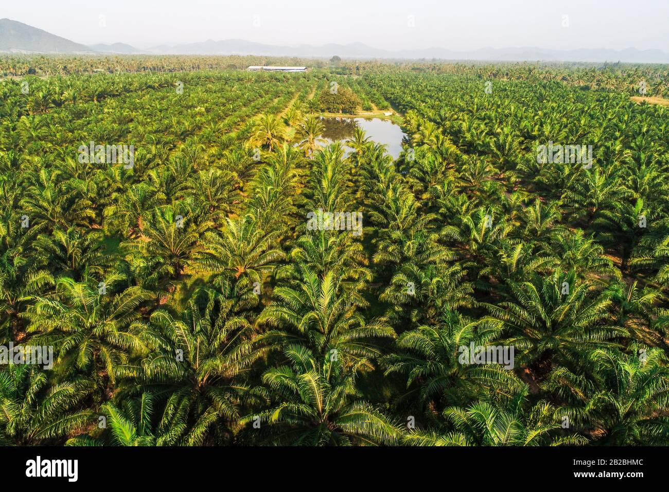 Oil palm plantation field background with mountain, Alternative energy ...