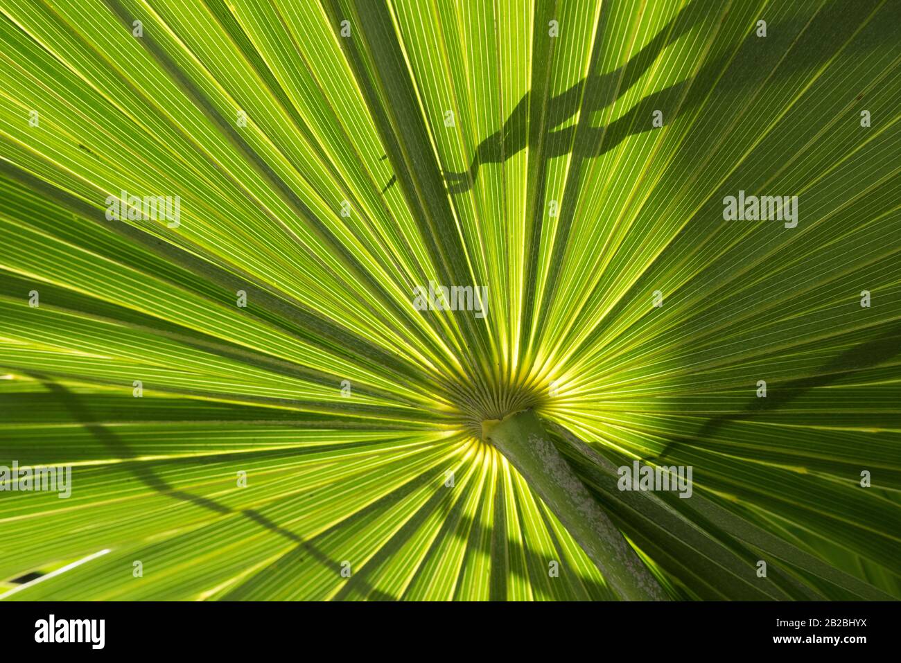 beautiful palm leaves of tree in sunlight / phoenix leaf Stock Photo ...