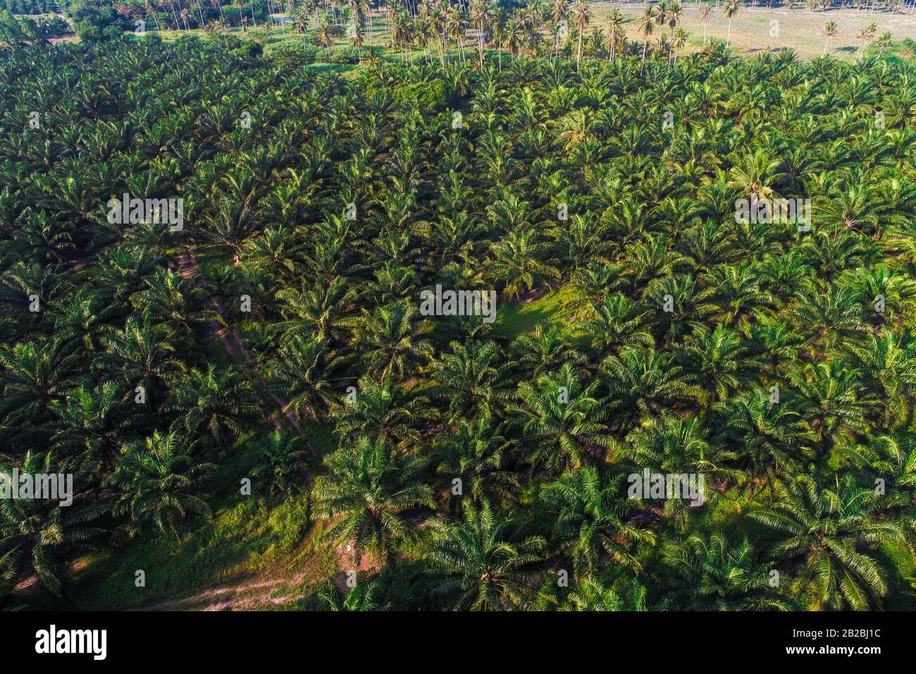 Vertical shot coconut tree hi-res stock photography and images - Alamy
