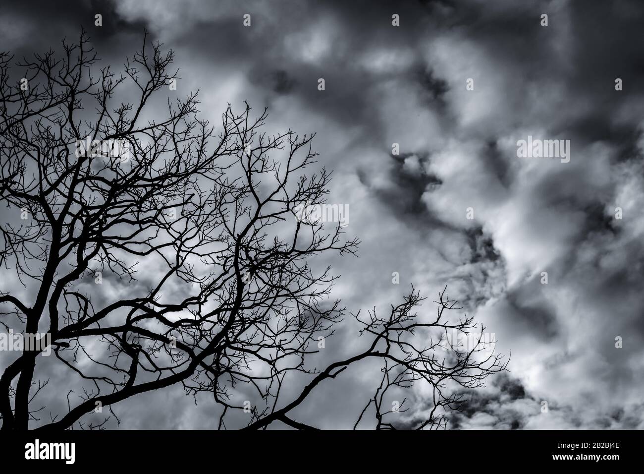Silhouette dead tree on dark dramatic sky and white clouds background ...