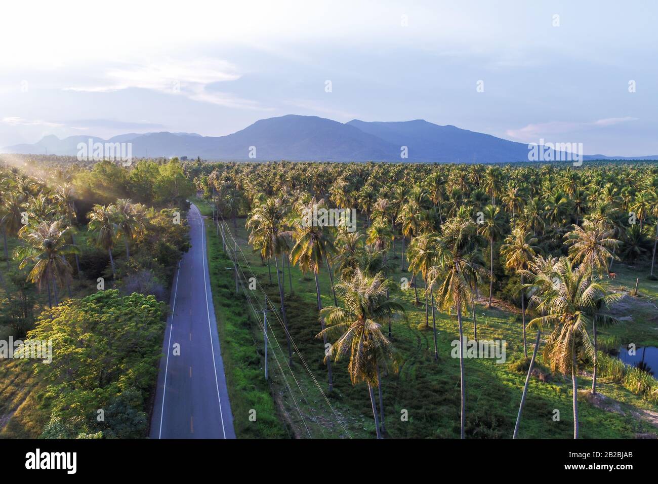 Coconut palm tree plantation field with road aerial view agricultural ...