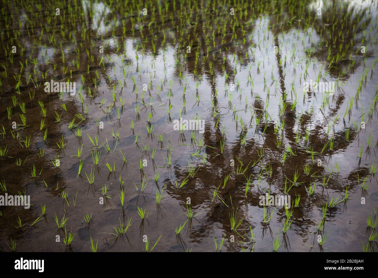 Traditional Balinese Rice Fields and Seasonal Harvest Stock Photo - Alamy