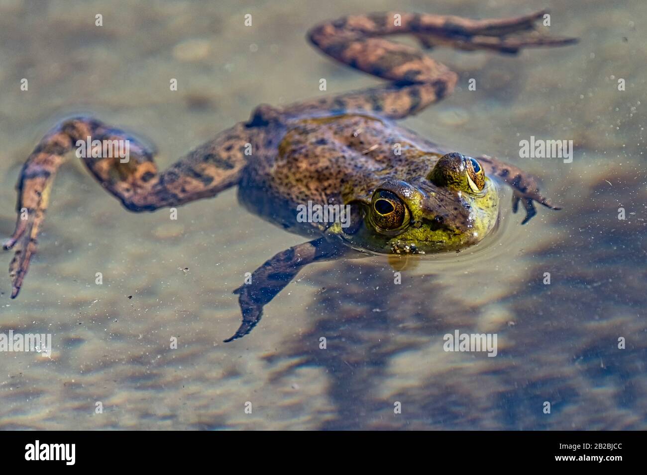 A Green Frog is floating on the surface of the muddy water. Sproat Lake ...