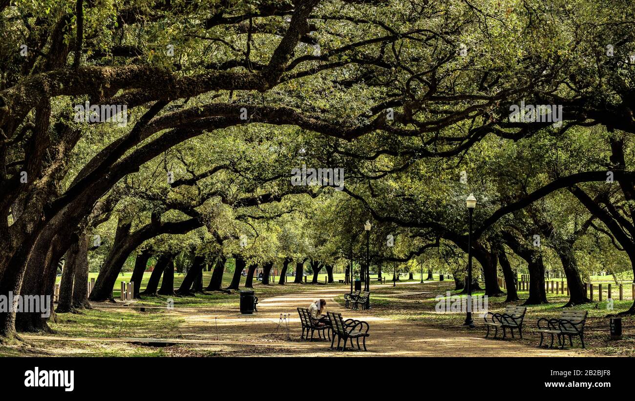 Houston texas trees landscape hi-res stock photography and images - Alamy