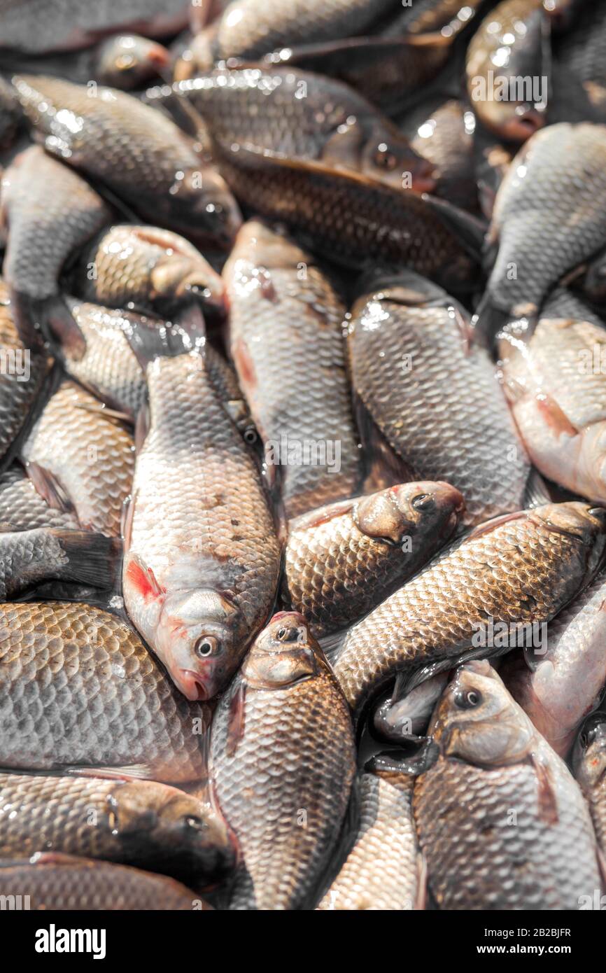 Freshwater whitefish fish hi-res stock photography and images - Alamy