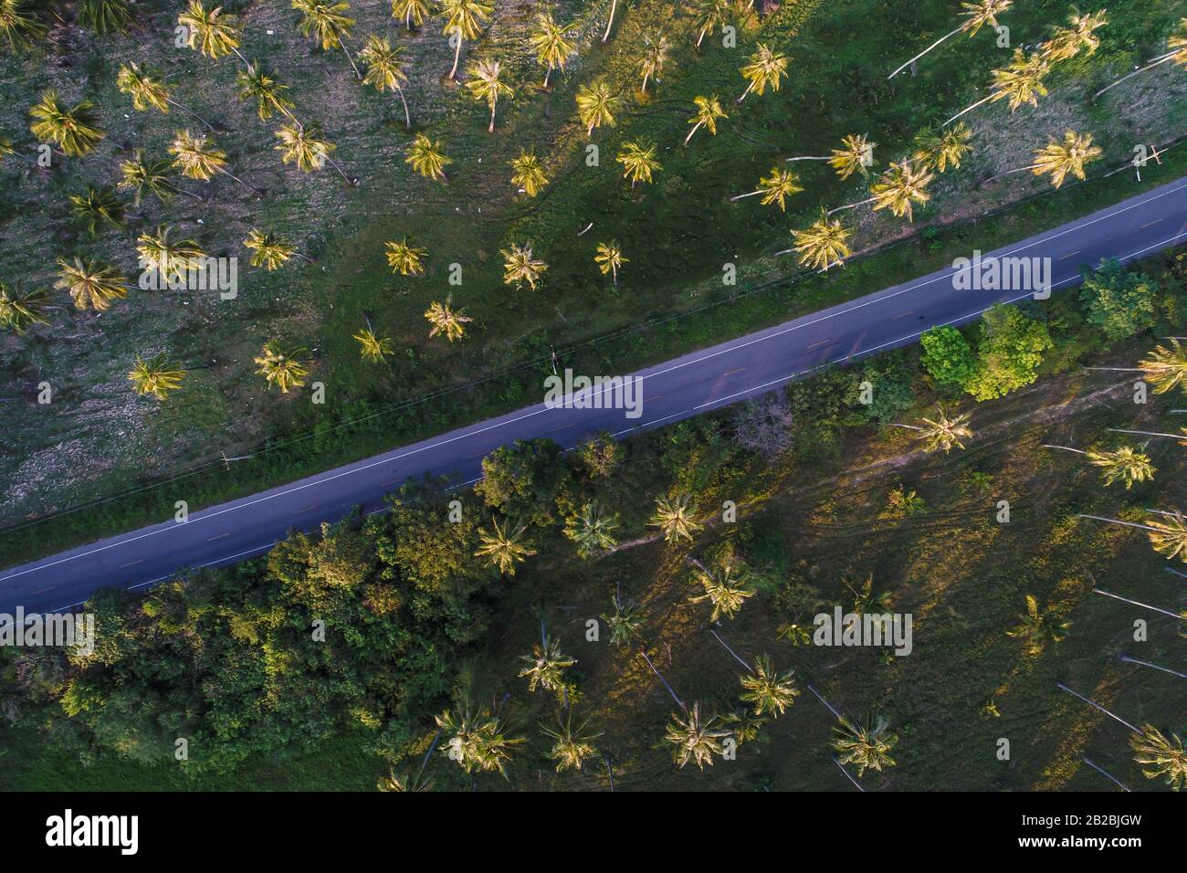 Coconut palm tree plantation field with road aerial view agricultural ...