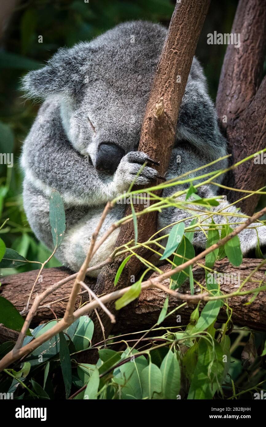 Koala chilling hi-res stock photography and images - Alamy