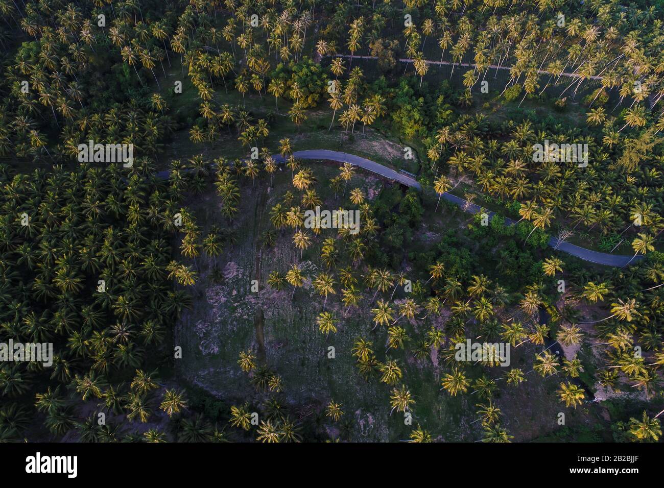 Coconut palm tree plantation field with road aerial view agricultural ...