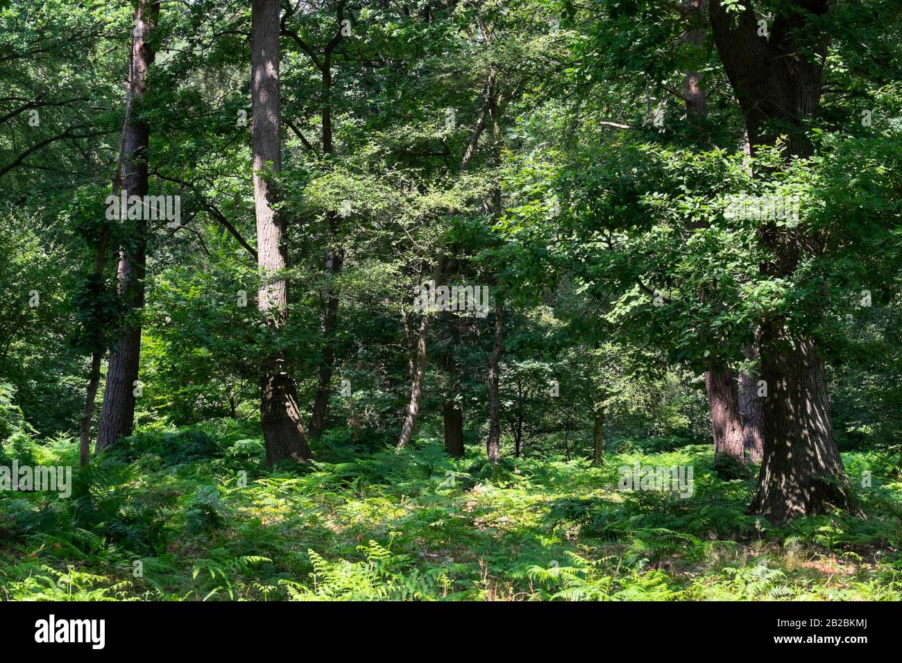 Roumare forest hi-res stock photography and images - Alamy