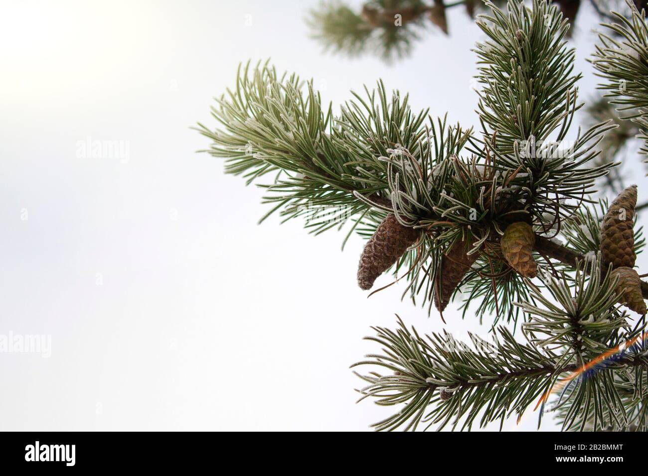 Snow Covered Pine Tree Branches Close Up Stock Photo - Alamy