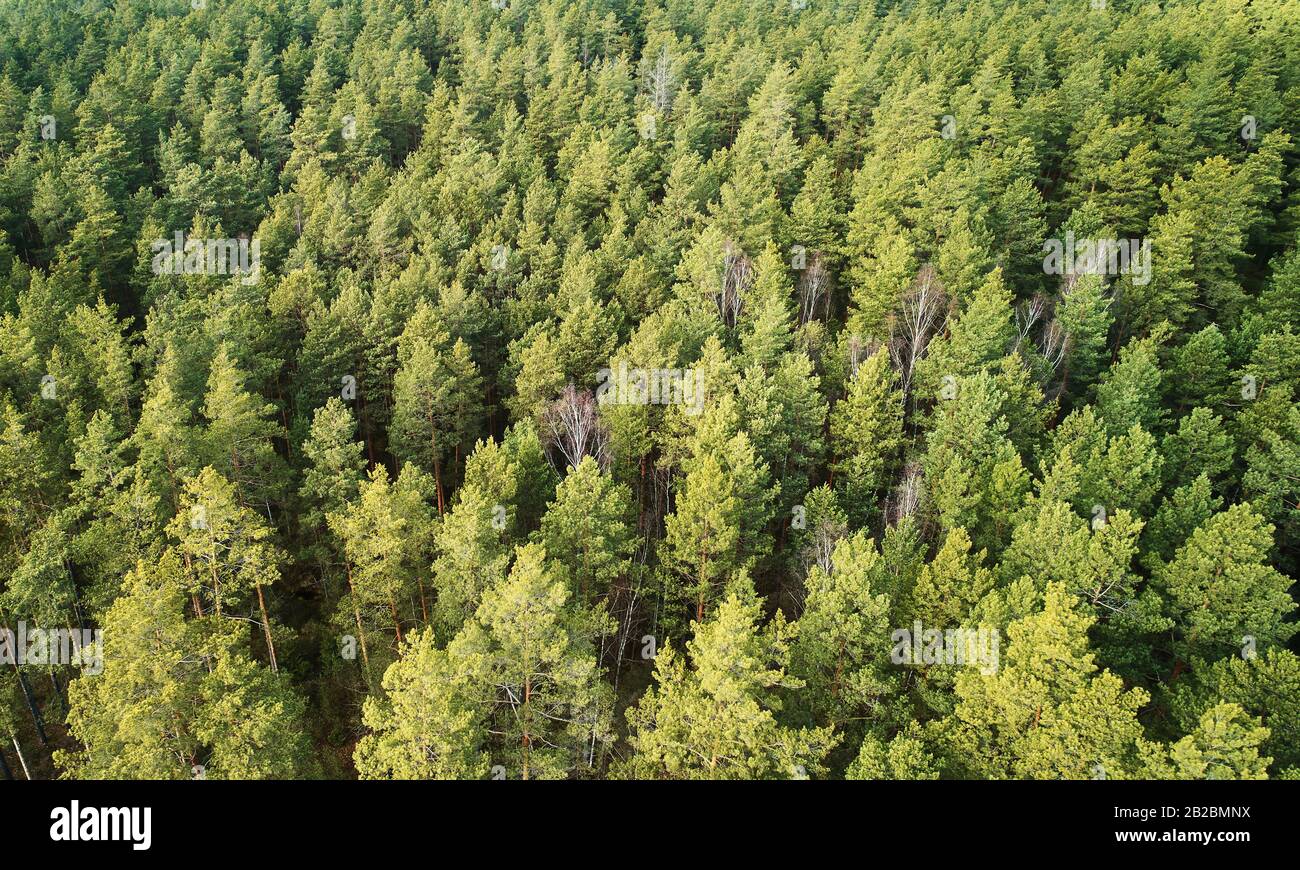 Aerial pine forest hi-res stock photography and images - Alamy