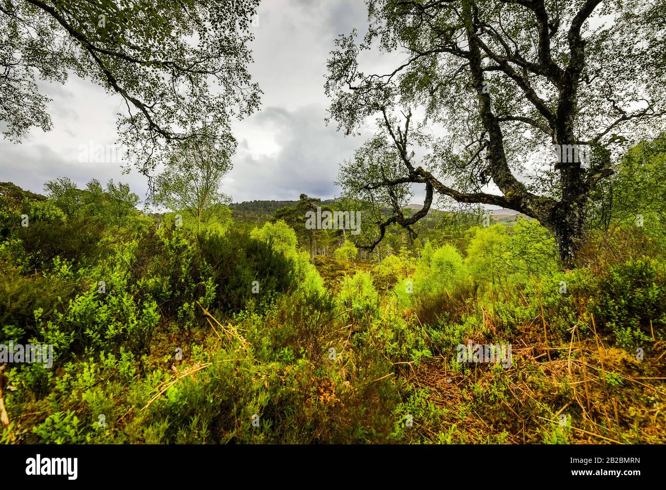 Picturesque landscape of a mountain forest with traditional nature of ...
