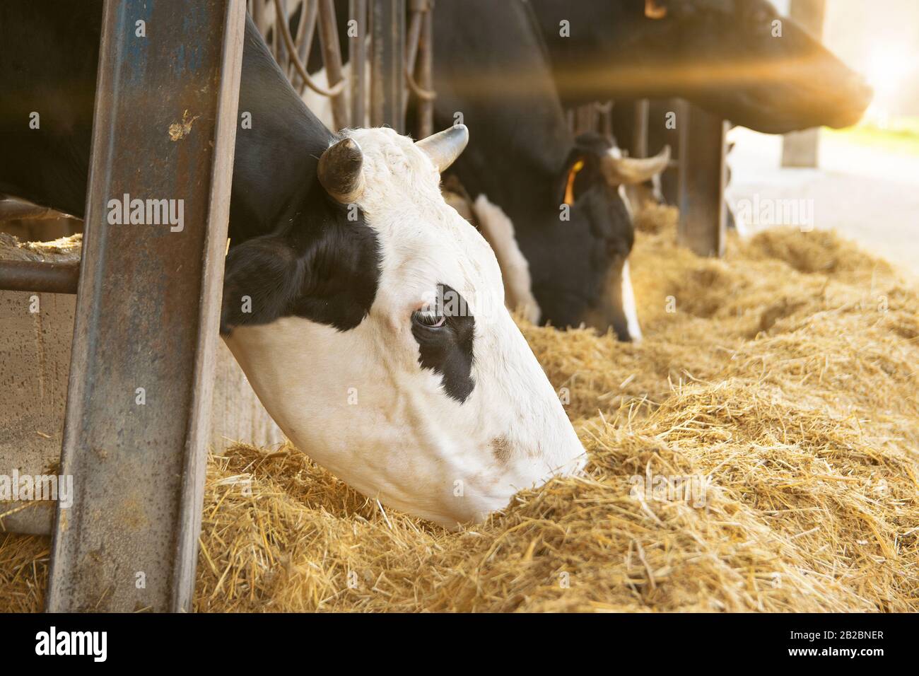 Cows in a stable for milk and meat production. Livestock and farming ...