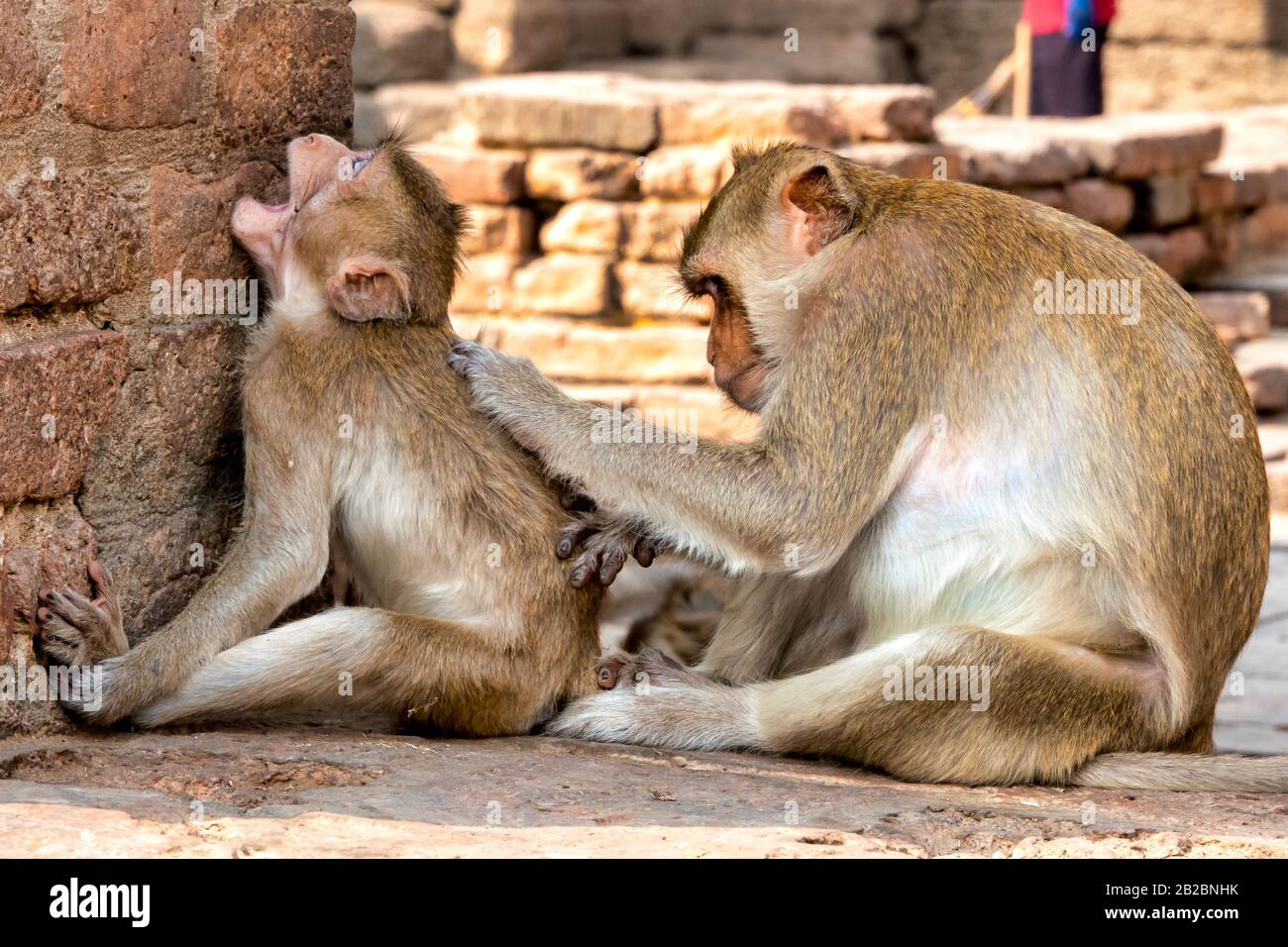 Macaca Irus High Resolution Stock Photography and Images - Alamy