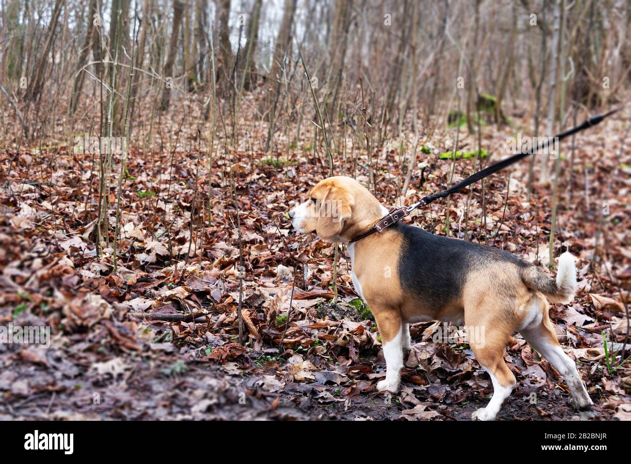 Dog tree hi-res stock photography and images - Alamy