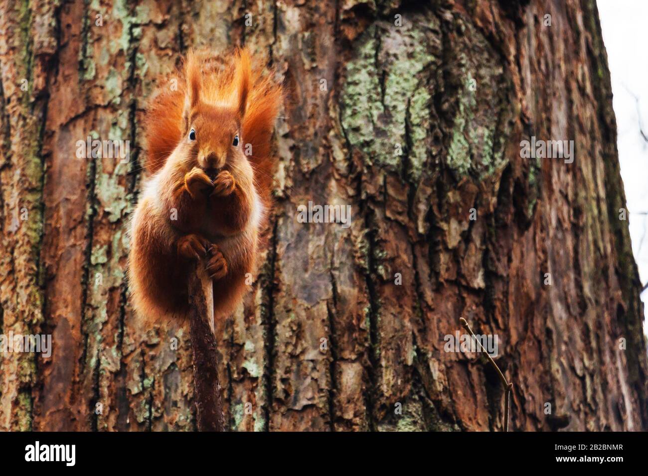 Orange squirrel hi-res stock photography and images - Alamy