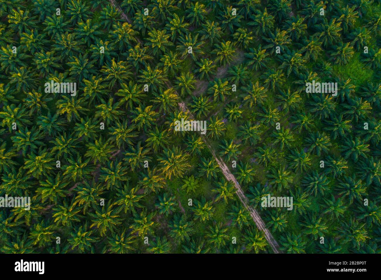 Oil palm plantation field aerial view with sun light green tree pattern ...