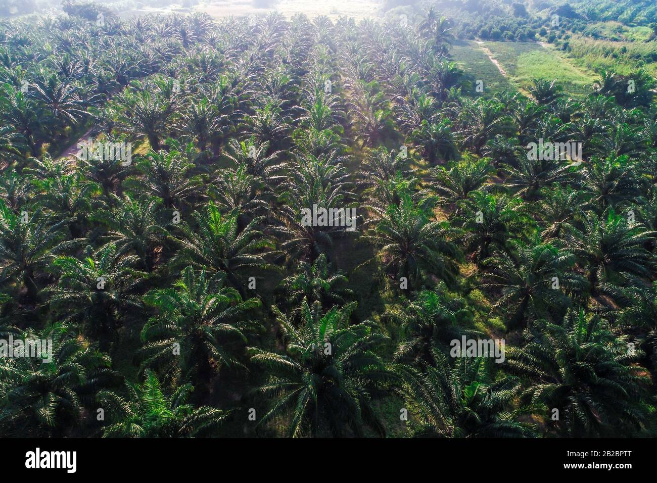 Agricultural industry oil palm tree platation aerial view Stock Photo ...