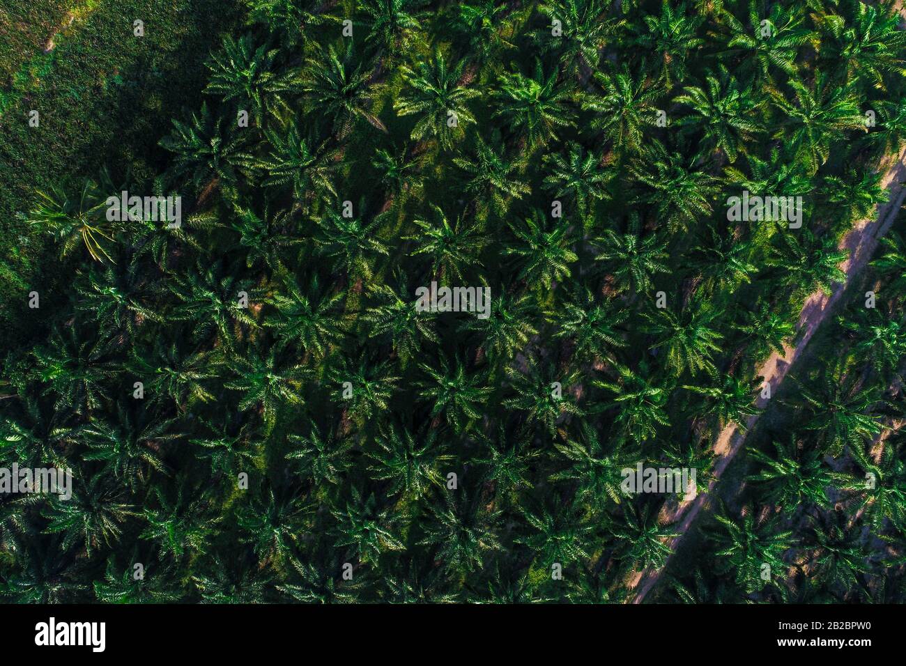 Green platation hi-res stock photography and images - Alamy
