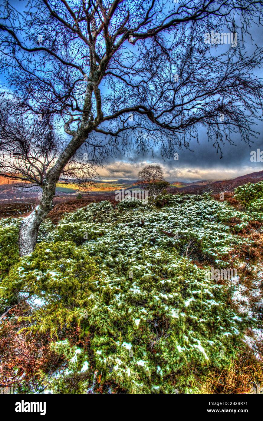 Area of Braemar, Scotland. Artistic winter view of the Morrone Birkwood ...