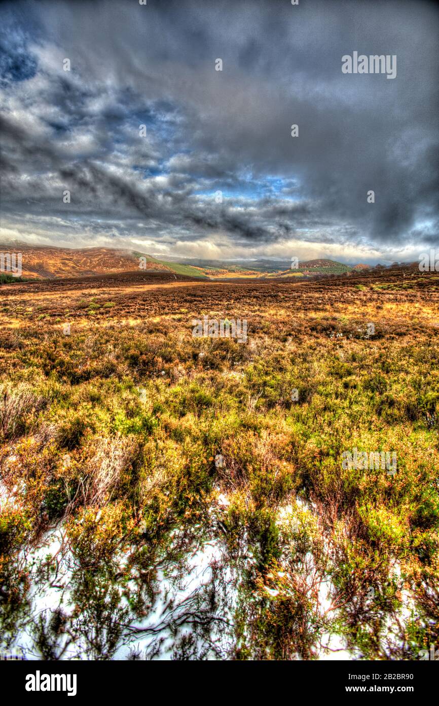 Area of Braemar, Scotland. Artistic winter view of the Morrone Birkwood ...