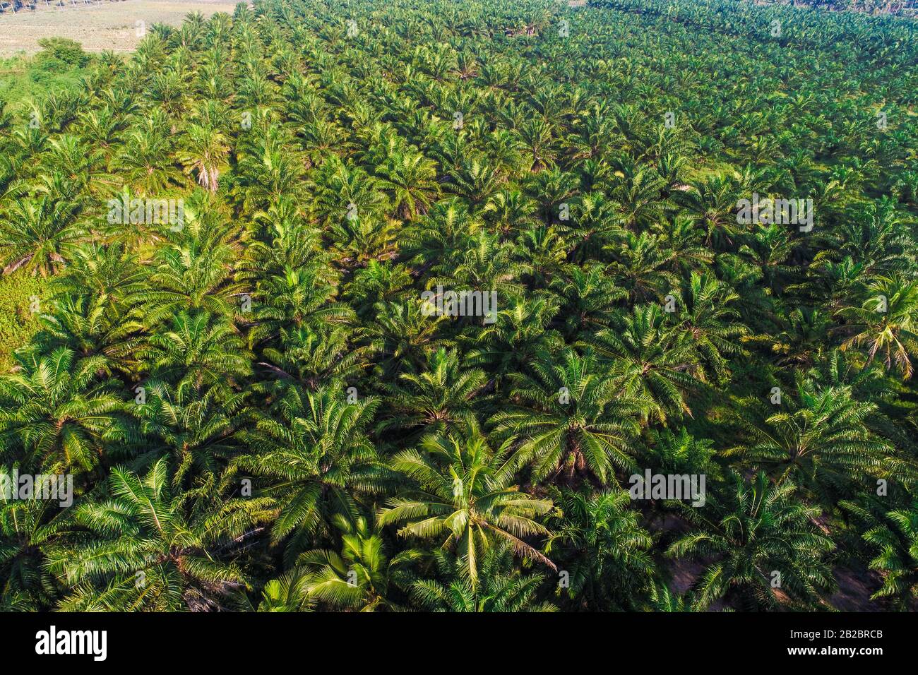 Aerial view of oil palm tree plantation field, Agricultural industry ...