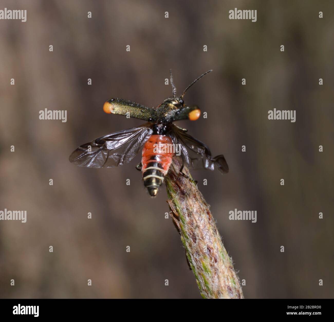 Beetle spreading its wings ready to fly blurred background Stock Photo ...