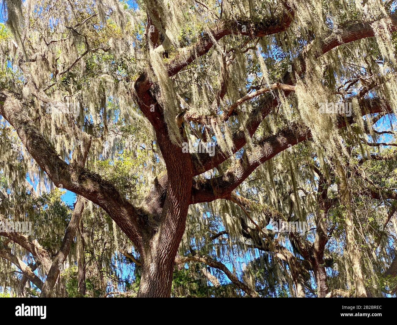 Cross Creek, Florida Stock Photo - Alamy