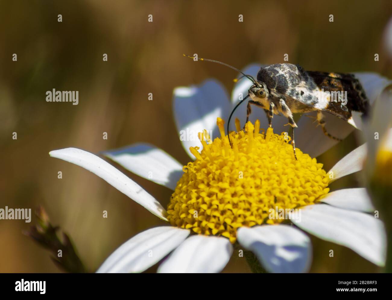 Pale shoulder moth hi-res stock photography and images - Alamy