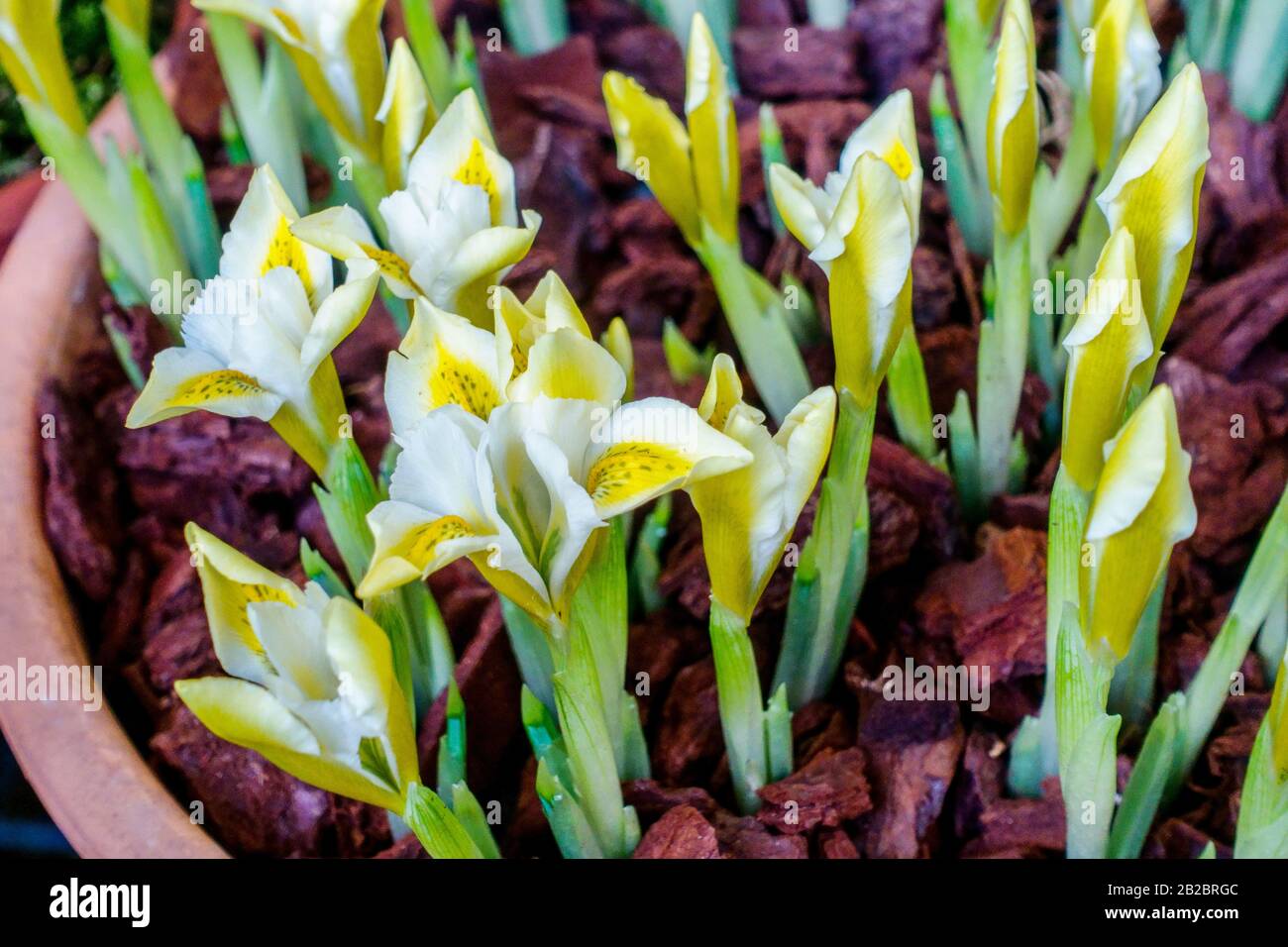 Iris reticulata "White Caucasus" Iris pot flowers Stock Photo - Alamy