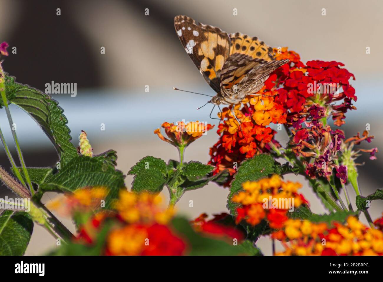 Vanessa cardui, Painted lady Butterfly Stock Photo - Alamy
