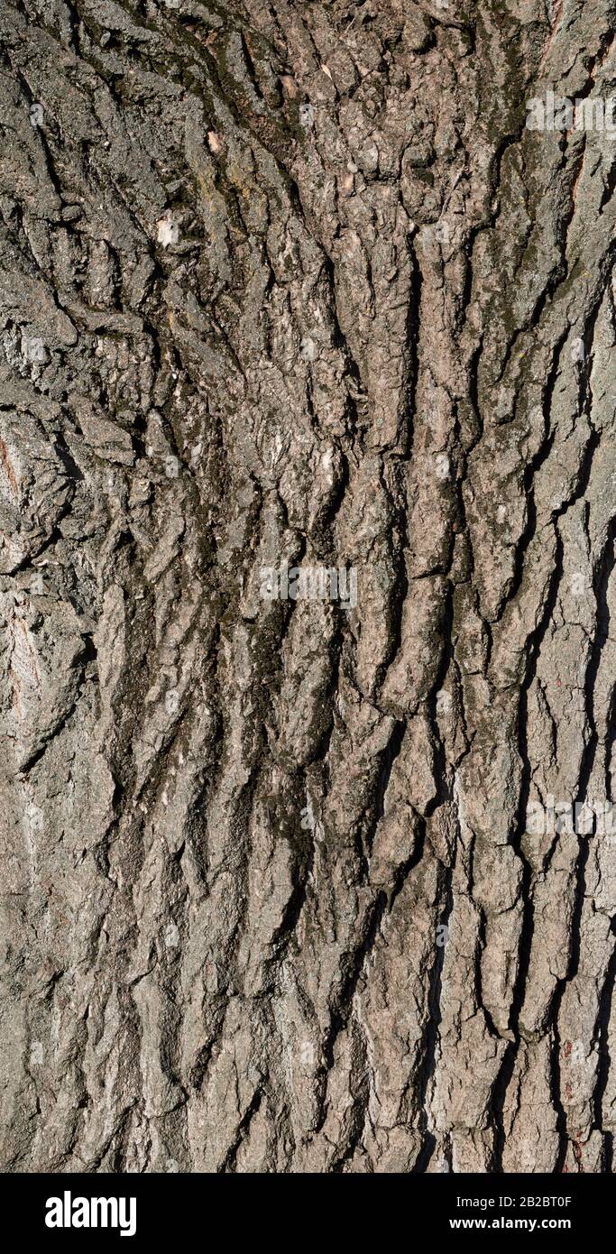 growing tree bark texture, fragment, full frame Stock Photo - Alamy