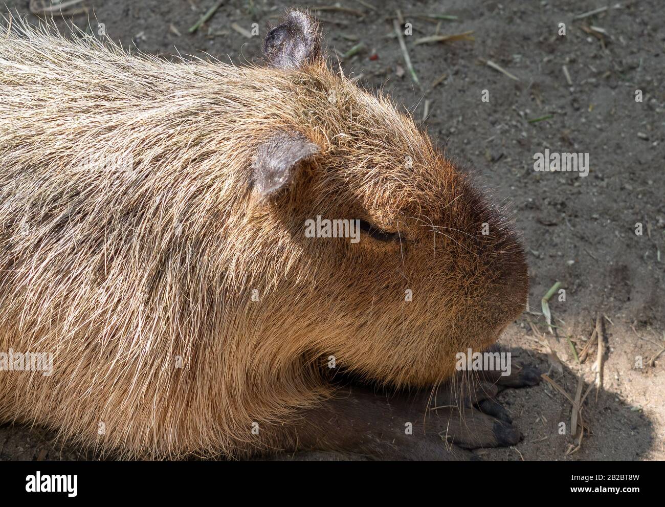 Sleeping capybara hi-res stock photography and images - Alamy