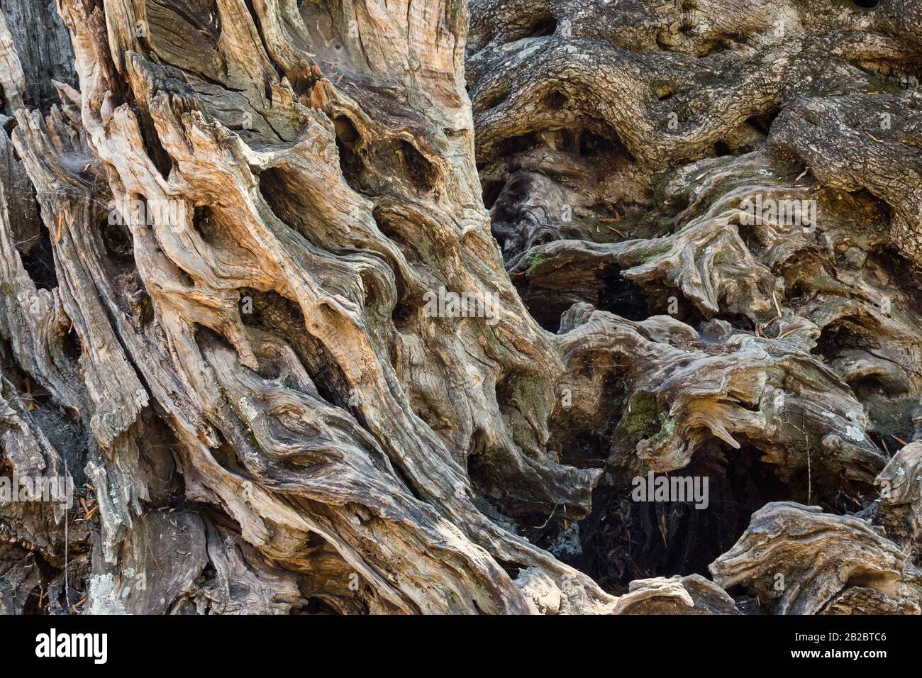 Olive Tree Trunk High Resolution Stock Photography and Images - Alamy