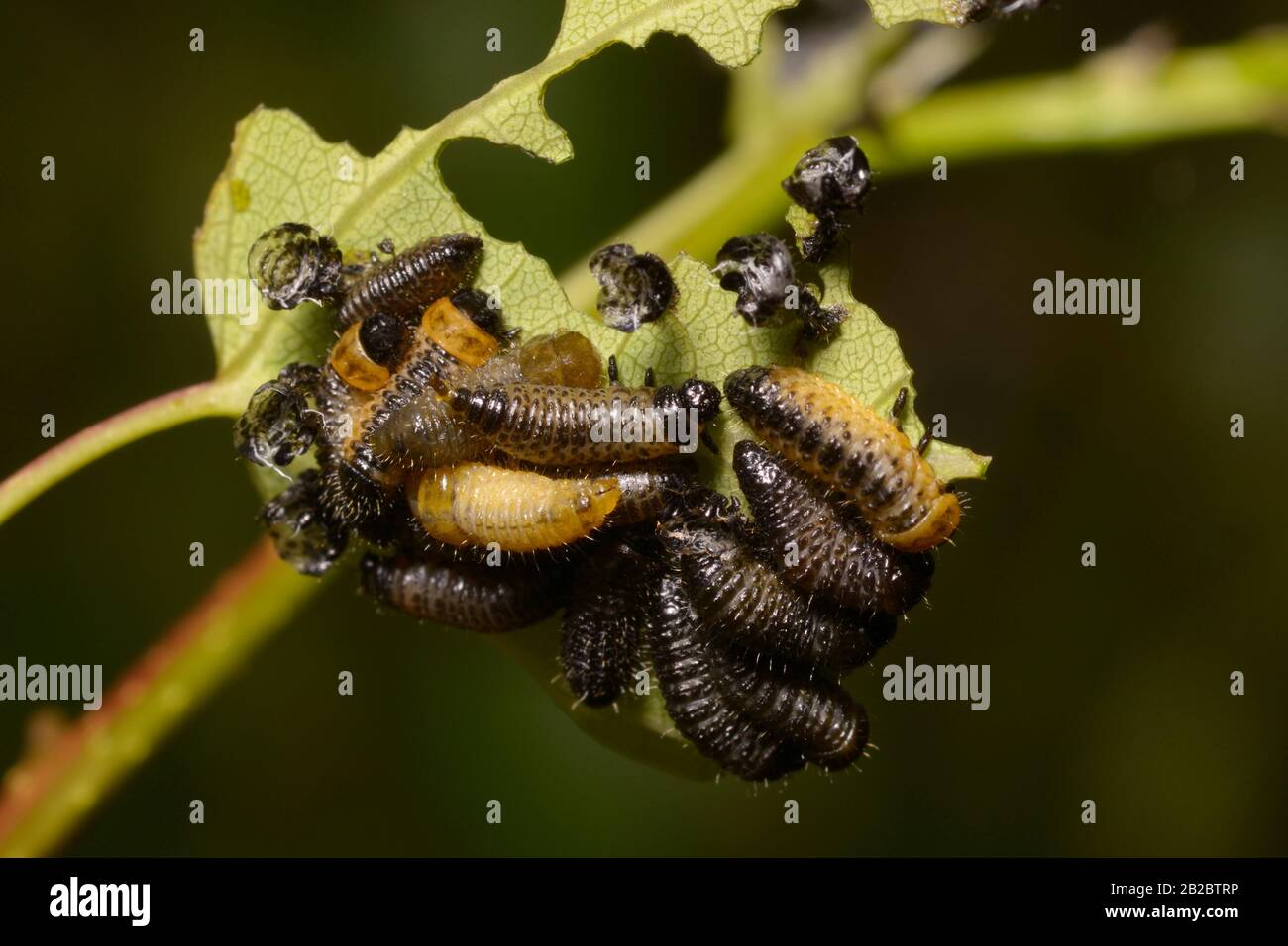Many larvae eating green leaf, black background Stock Photo - Alamy