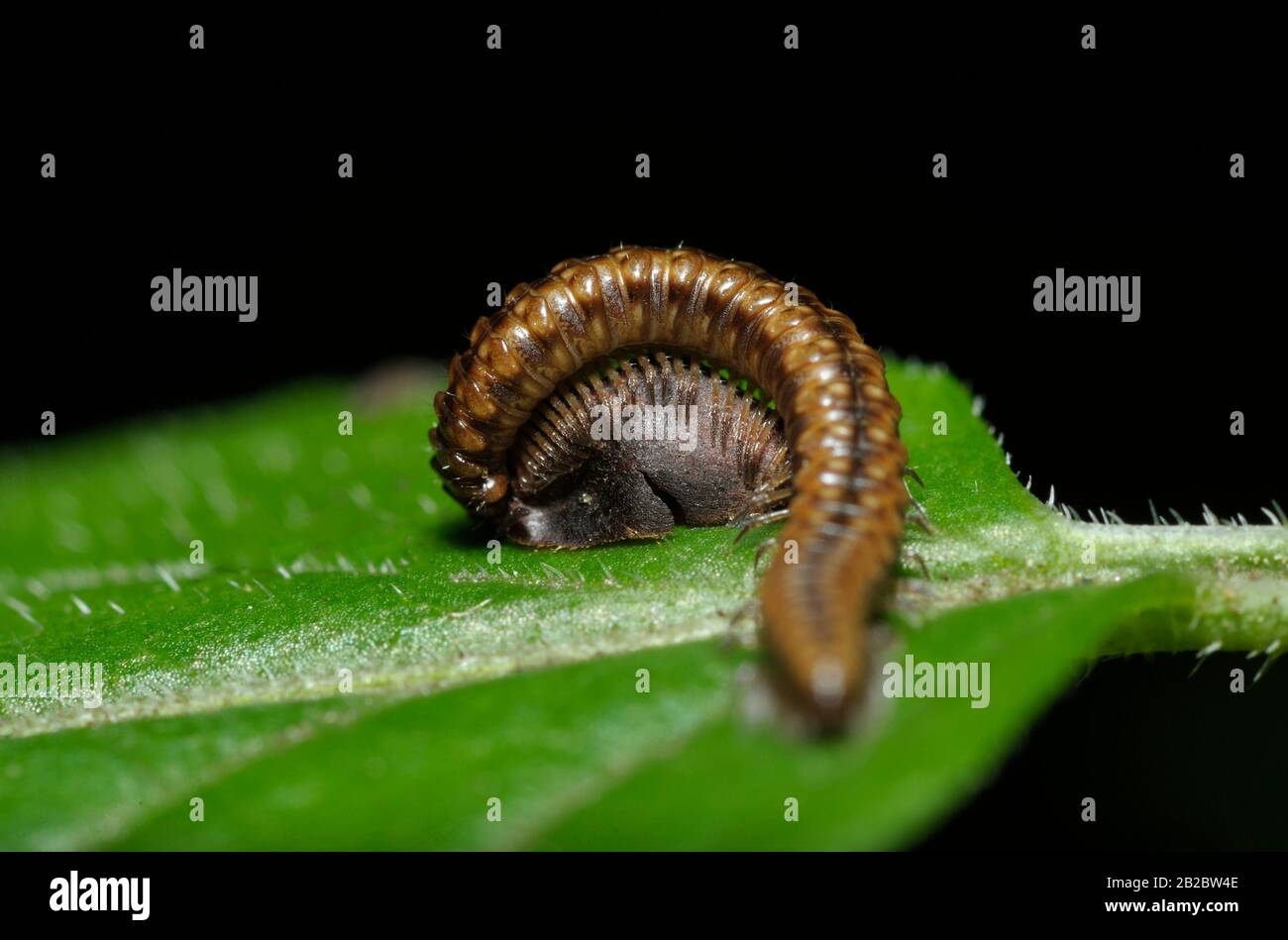Maggot High Resolution Stock Photography and Images - Alamy