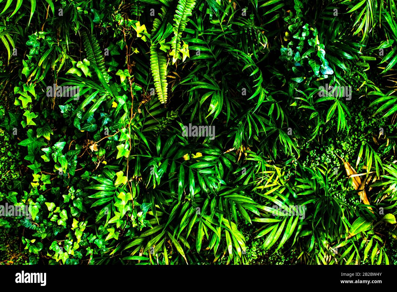 Texture of many fresh leaves of a tropical green plant. Natural ...