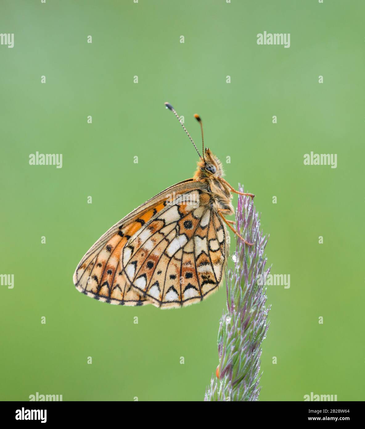 A Small Pearl-bordered Fritillary butterfly roosting on a plant, with ...