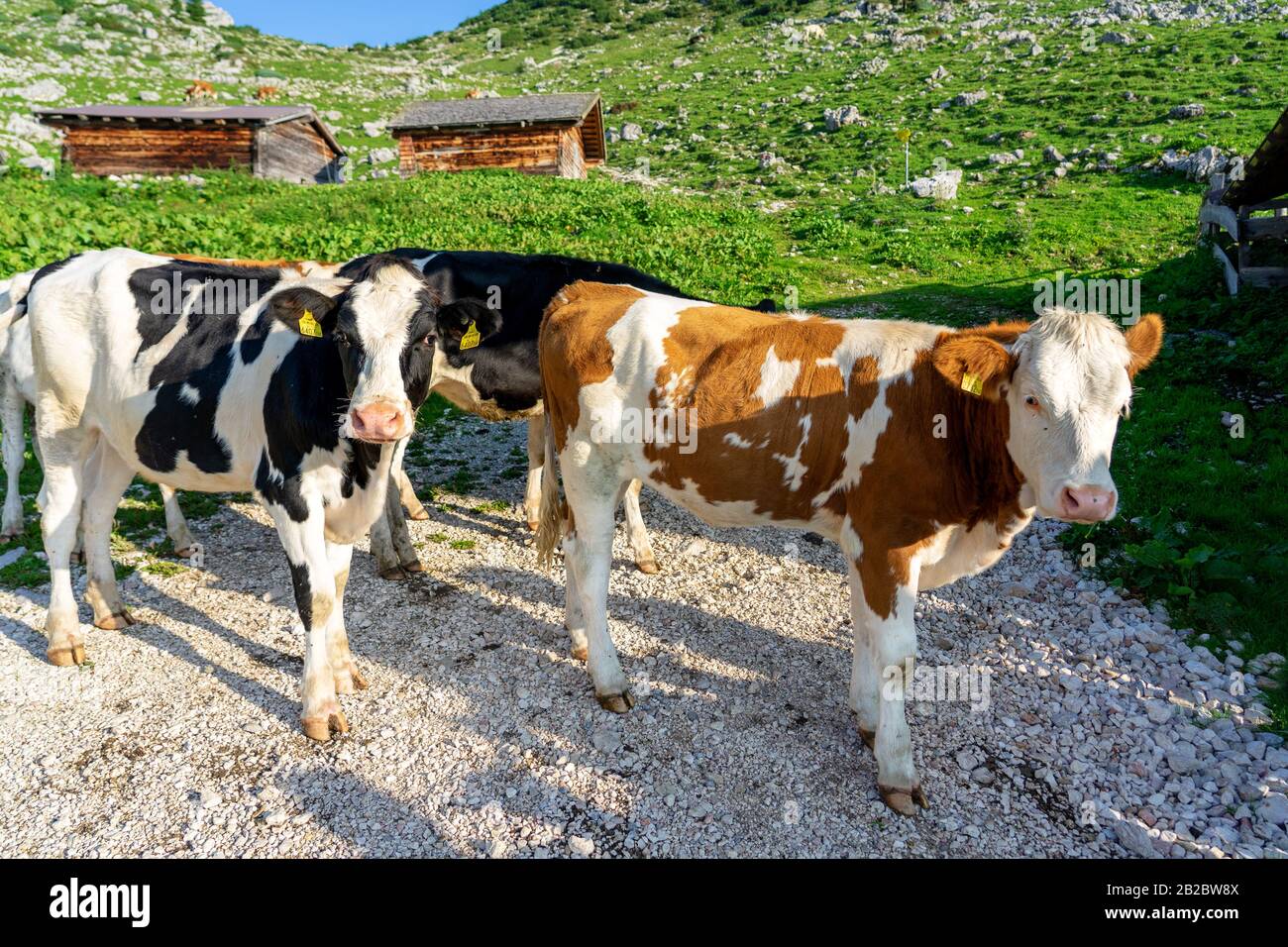 Tyrol cows hi-res stock photography and images - Alamy