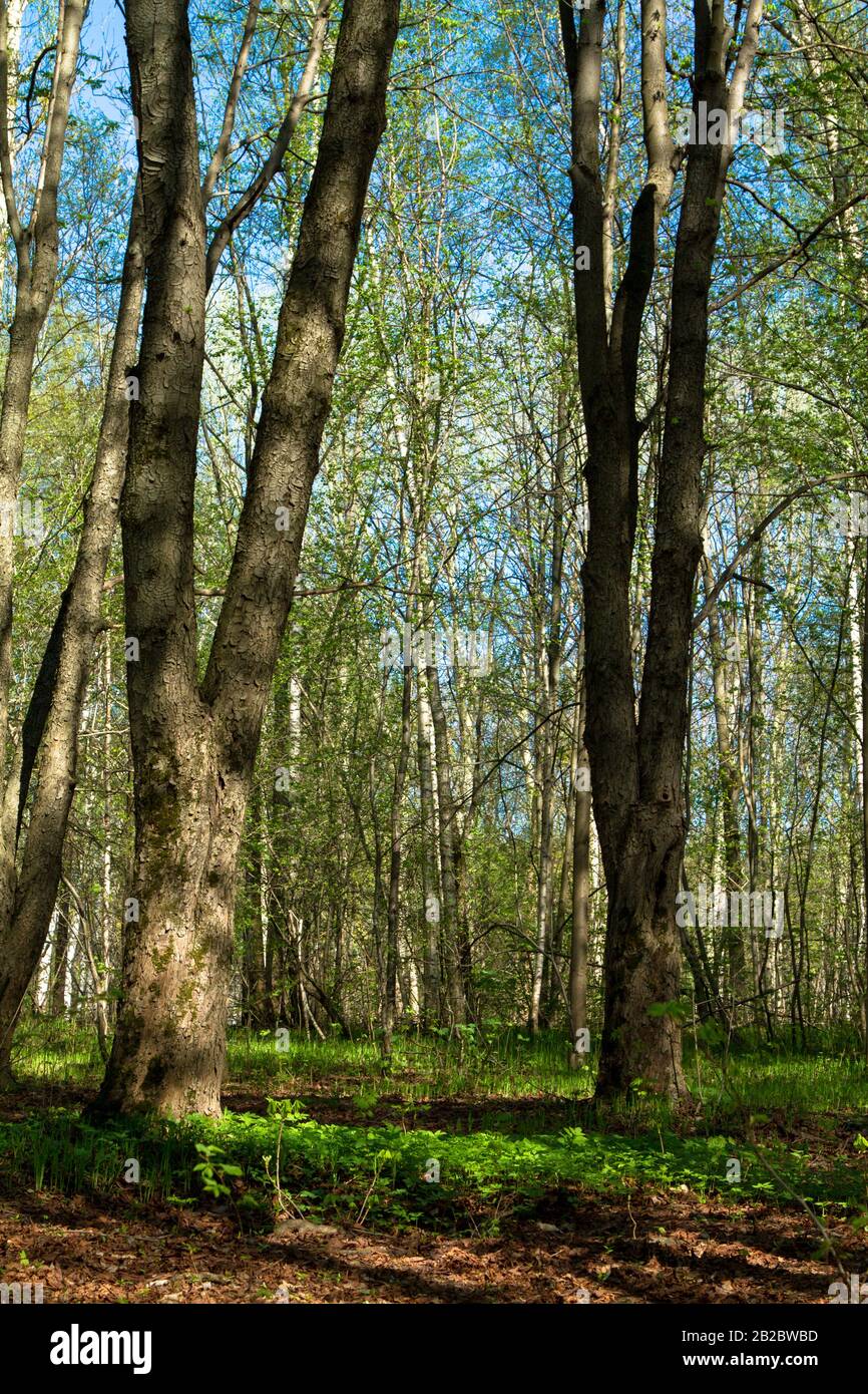 Spring time in a forest. Sunny spring forest. Green landscape Stock ...