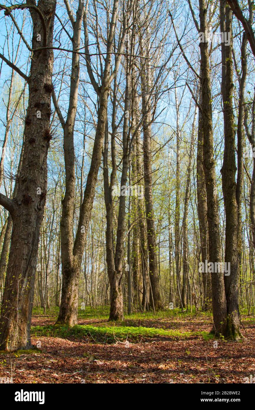 Spring time in a forest. Sunny spring forest. Green landscape Stock ...